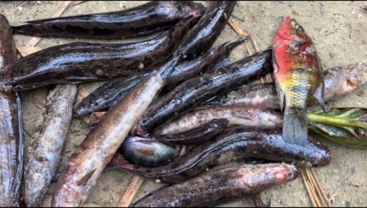Crisis in Kamgbunli: Mysterious fish disease affects livelihoods ...