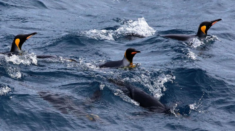 Us Defends Tariffs On Remote Island Of Penguins And Seals Adomonline