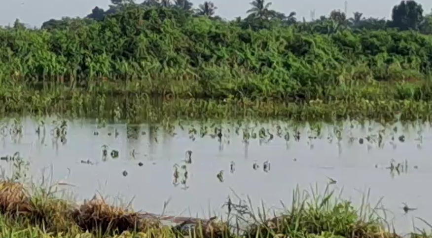 Over 100 acres of rice farms destroyed after bridge spillage