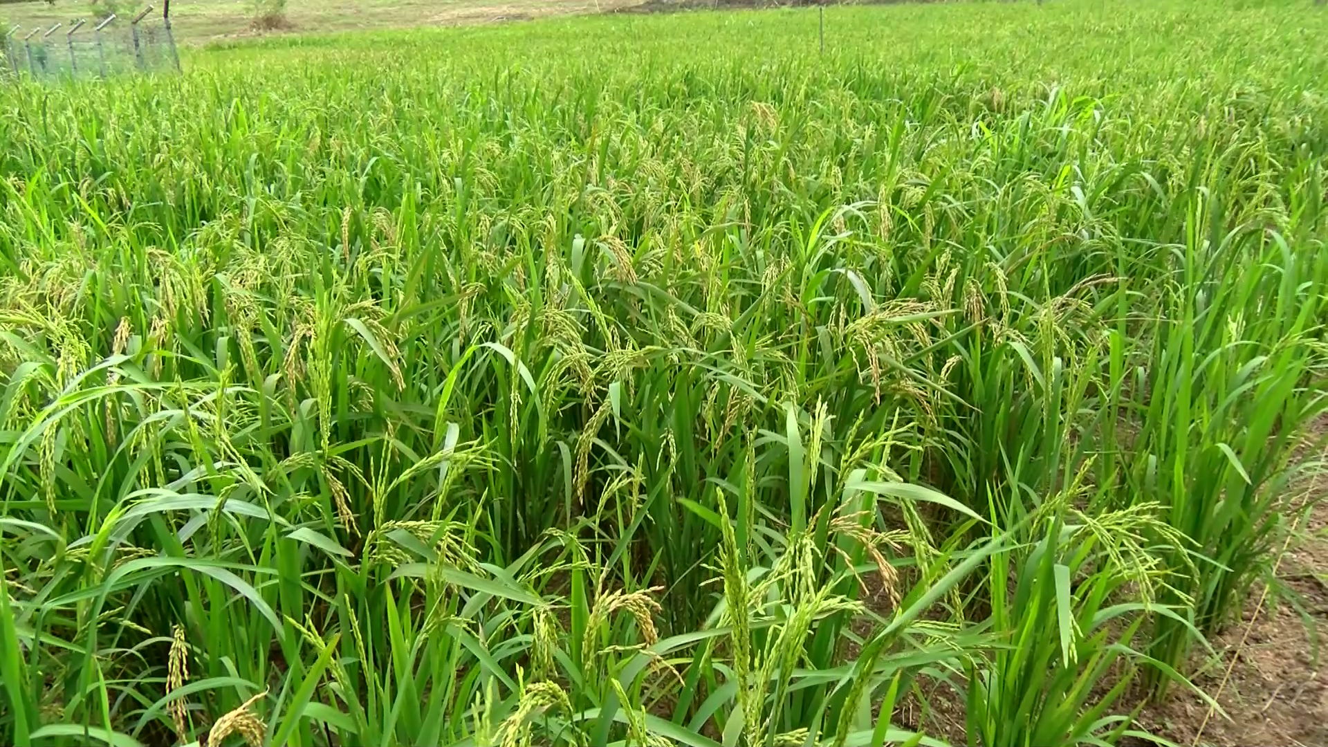 Upland rice from CSIR-CRI offers hope for local farmers and Ghana’s ...