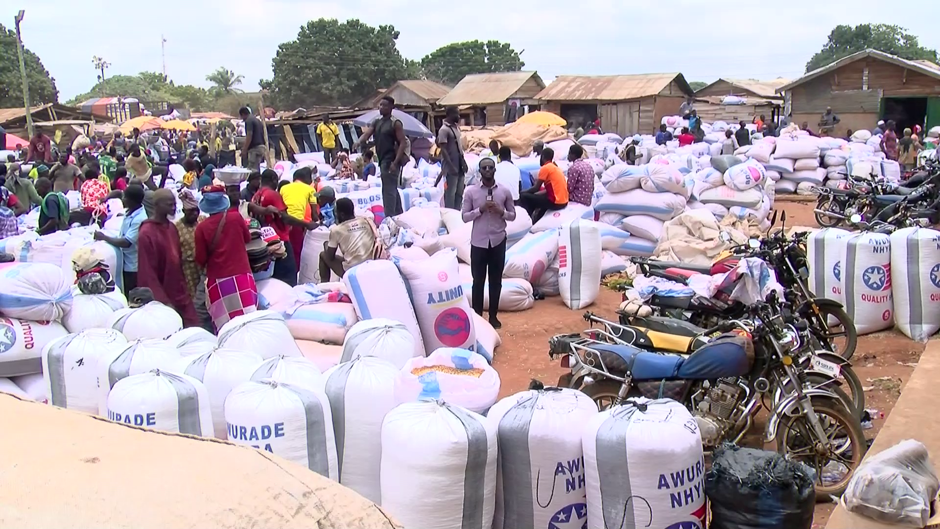Delayed rains, poor sales discouraging Ejura maize farmers to plant ...